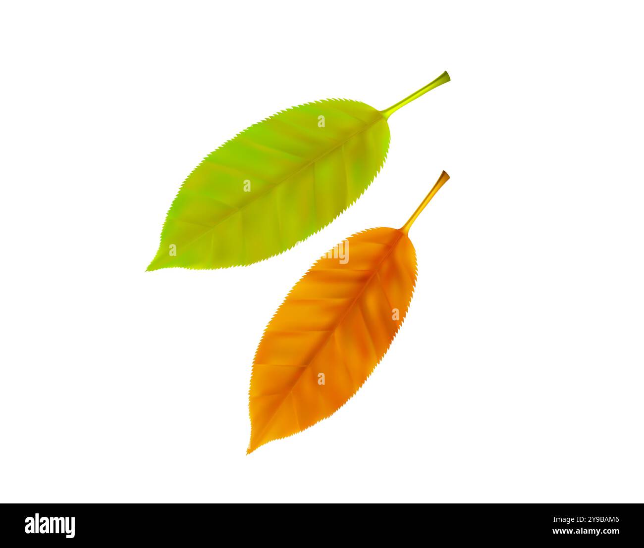 Composition of realistic vibrant autumn leaves. Green, orange flying ...