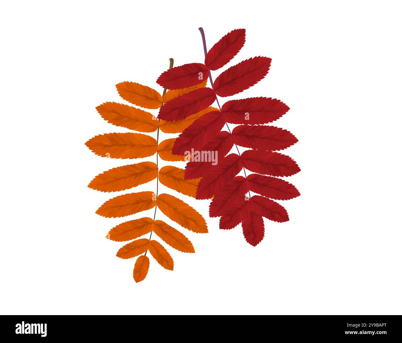 Composition of realistic rowan autumn leaves. Red, orange flying fall ...