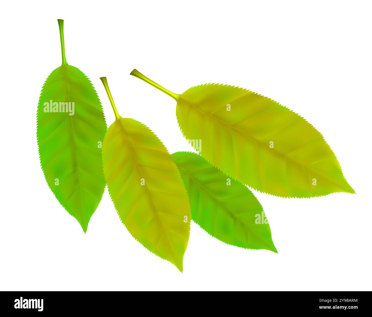 Composition of realistic vibrant autumn leaves. Yellow, green flying ...