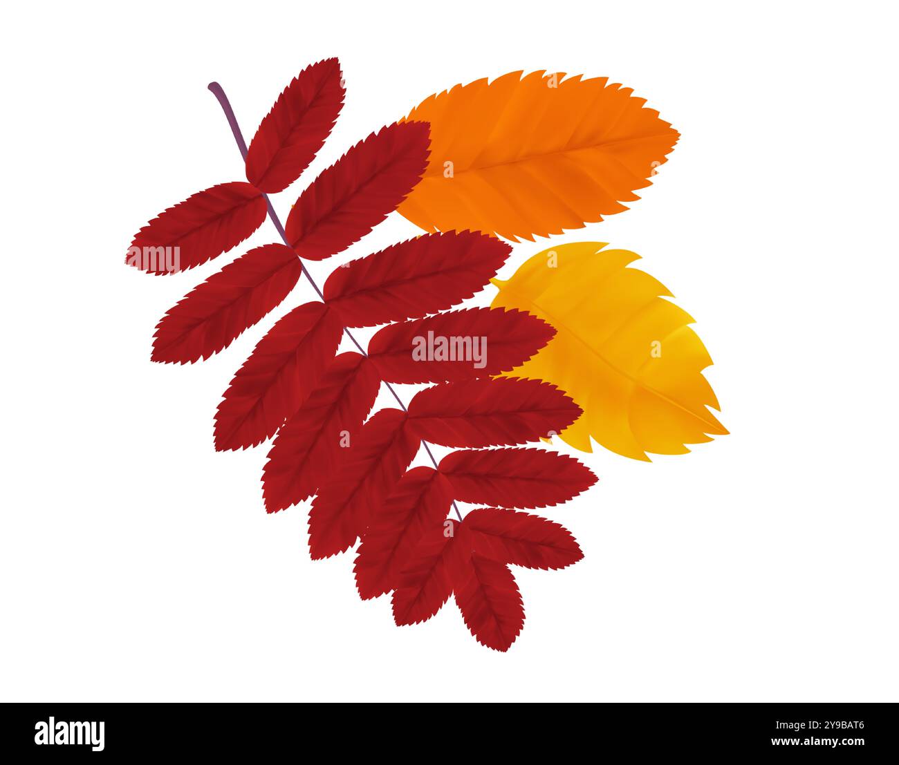 Composition of realistic rowan and aspen autumn leaves. Yellow, red ...