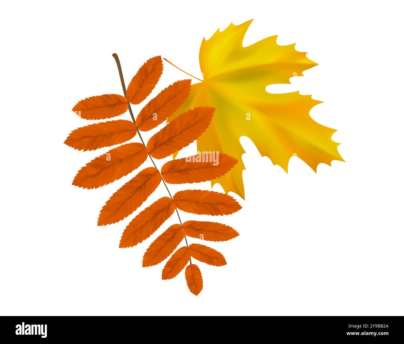 Rowan in autumn color Cut Out Stock Images & Pictures - Alamy