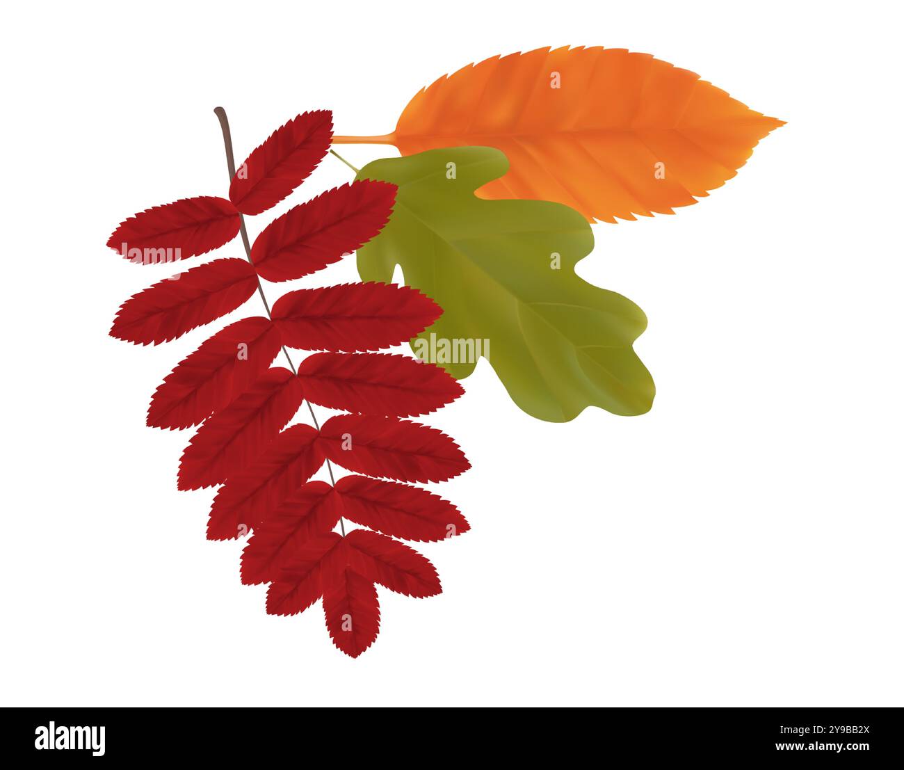 Composition of realistic oak, rowan and aspen autumn leaves. Red, green ...