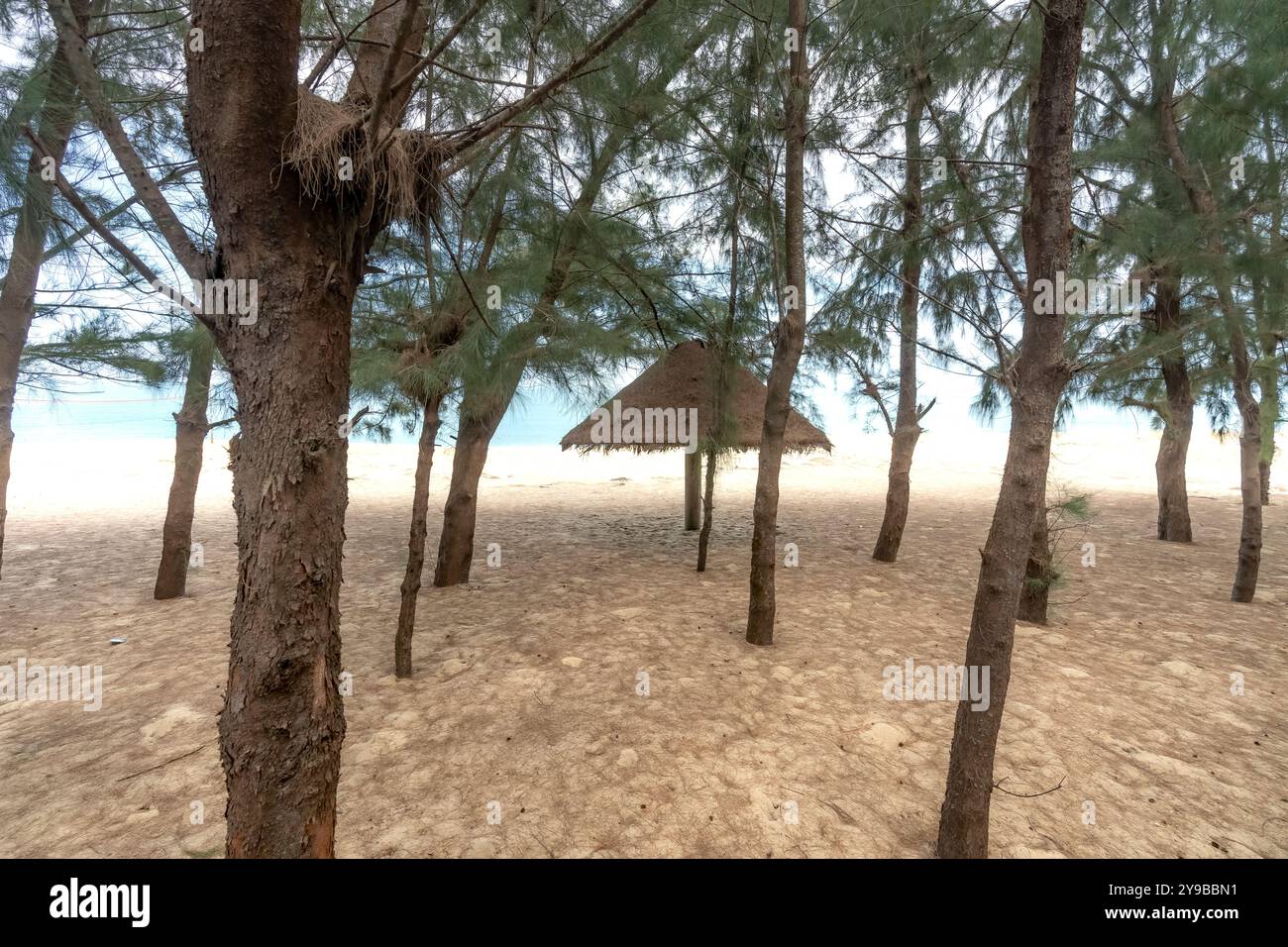 Smooth white sand with rows of casuarina trees on Sa Huynh beach in ...