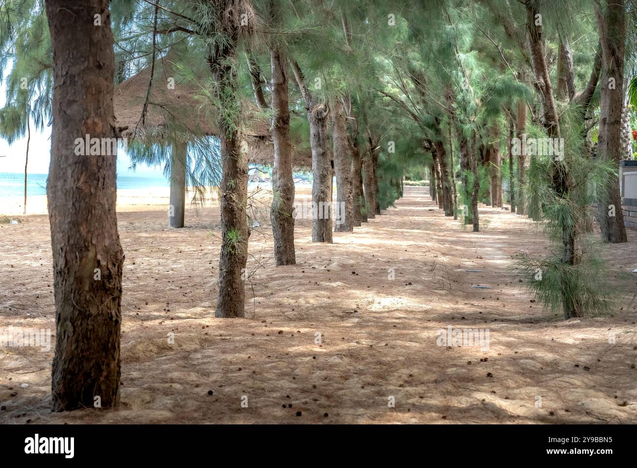 Smooth white sand with rows of casuarina trees on Sa Huynh beach in ...