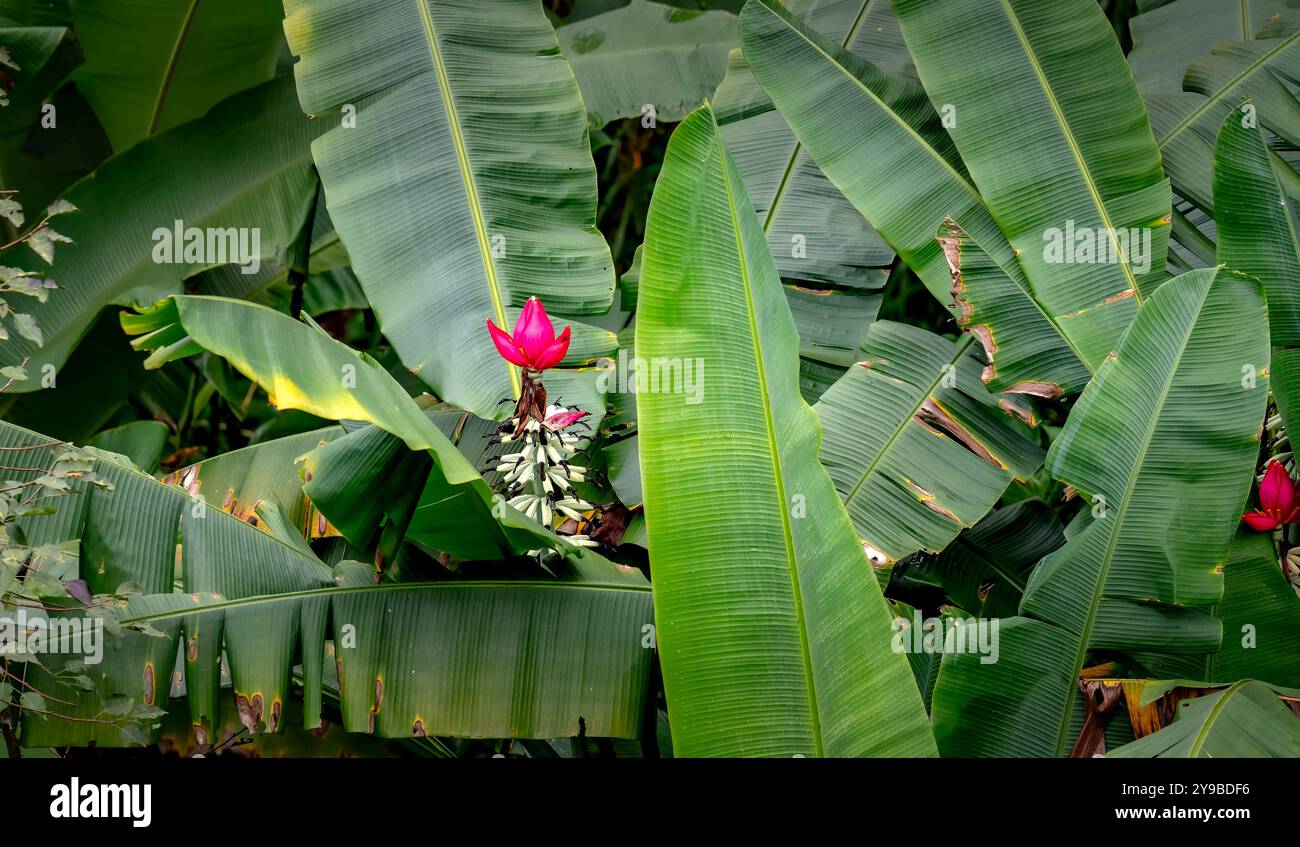 Pink velvet banana plant musa hi-res stock photography and images - Alamy
