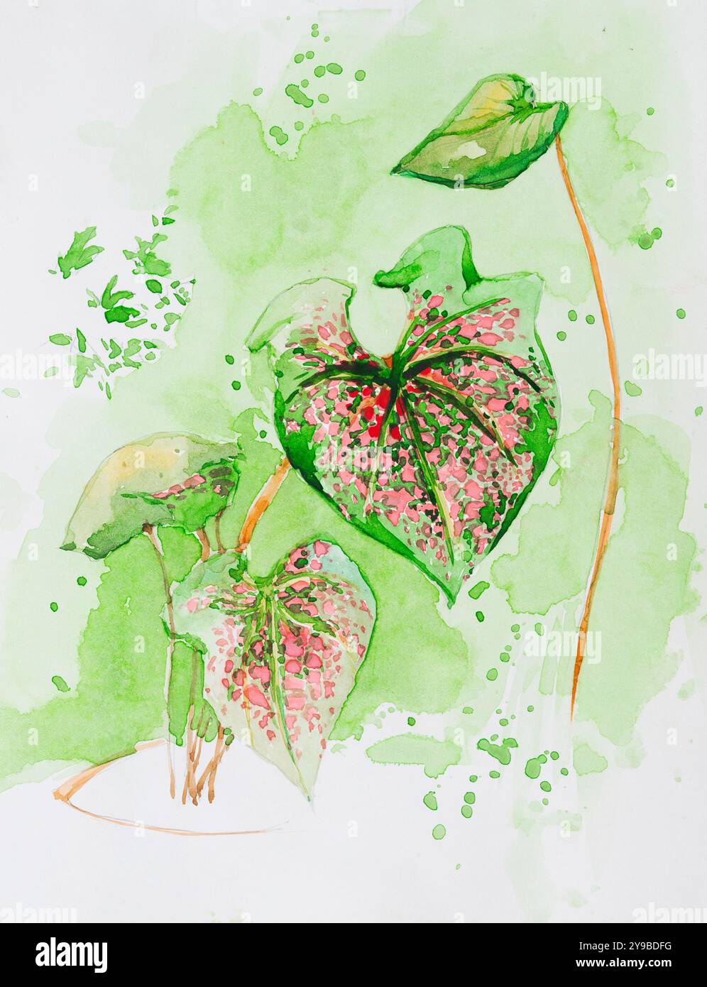 Hand painted watercolour painting of kochu pata, colocasia esculenta ...