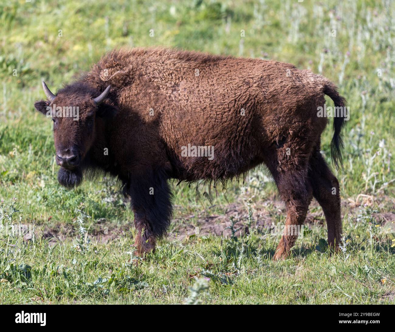 American Bison (Buffalo) Adult Grazing. Bison Paddock, Golden Gate Park ...