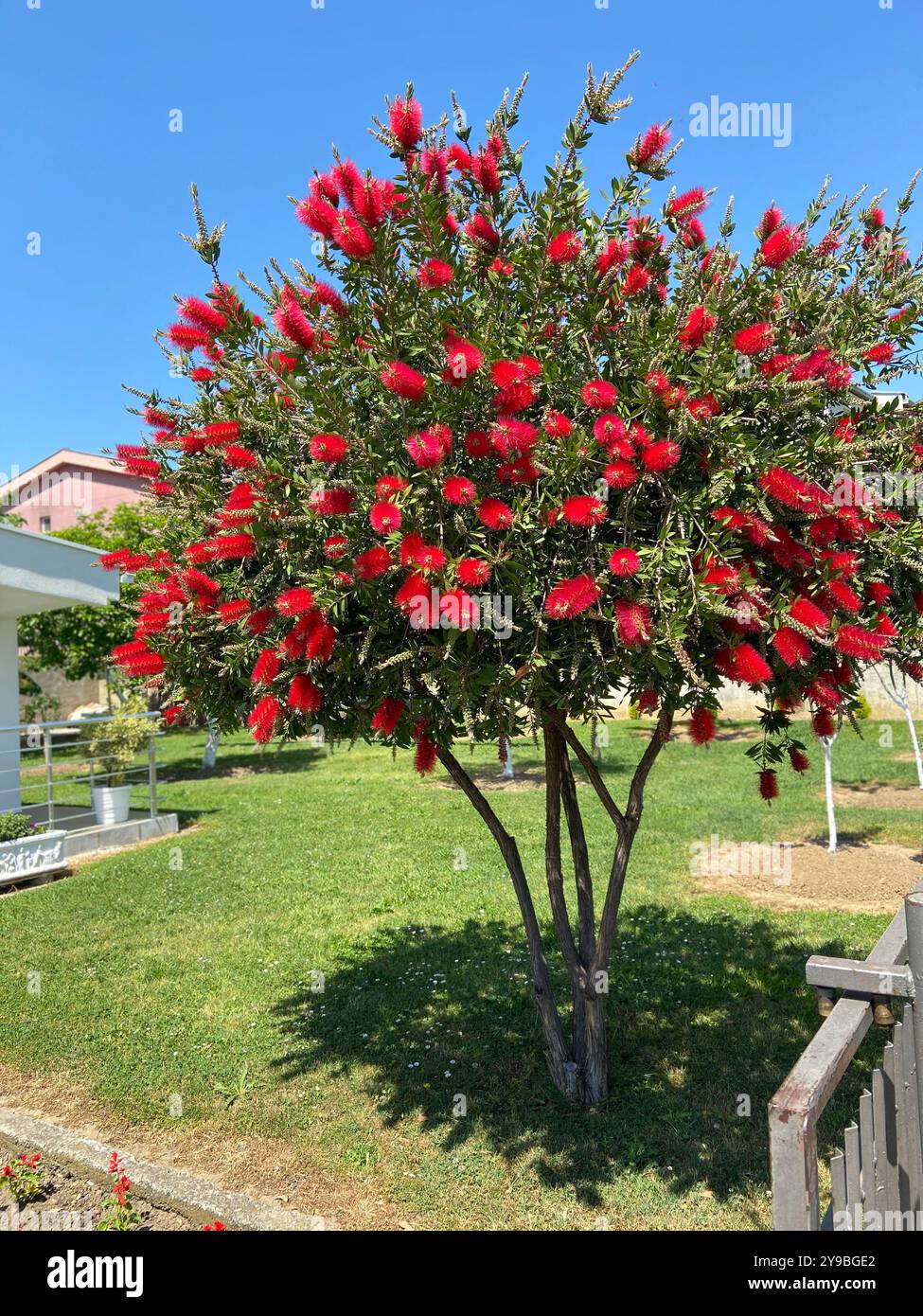 Vibrant red-flowered tree stands prominently at the front yard of a ...
