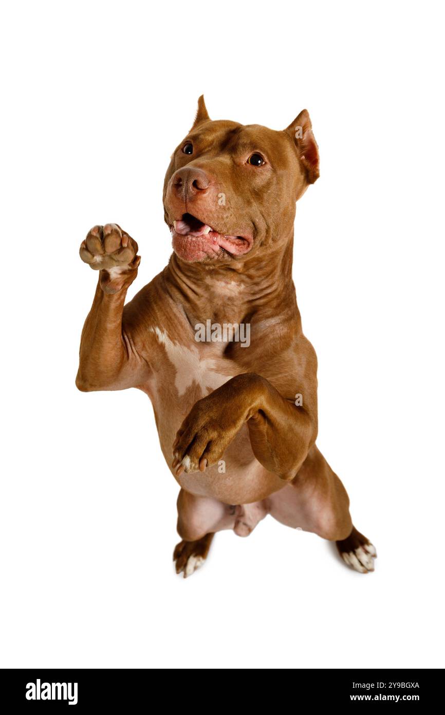 American Pit Bull Terrier dog stands up on its hind legs isolated on a ...