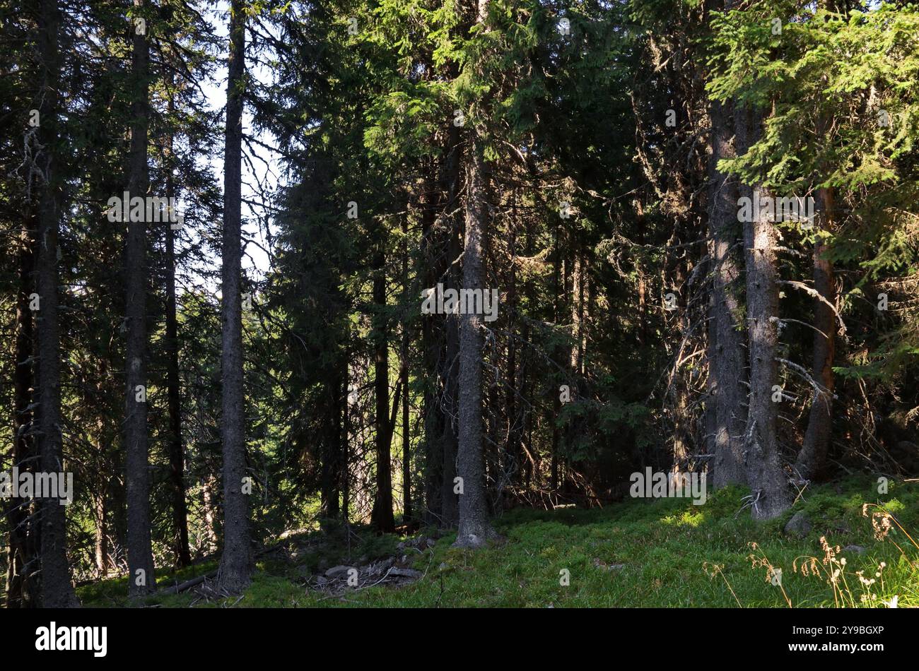Part of a centuries-old coniferous forest with old and new branches ...