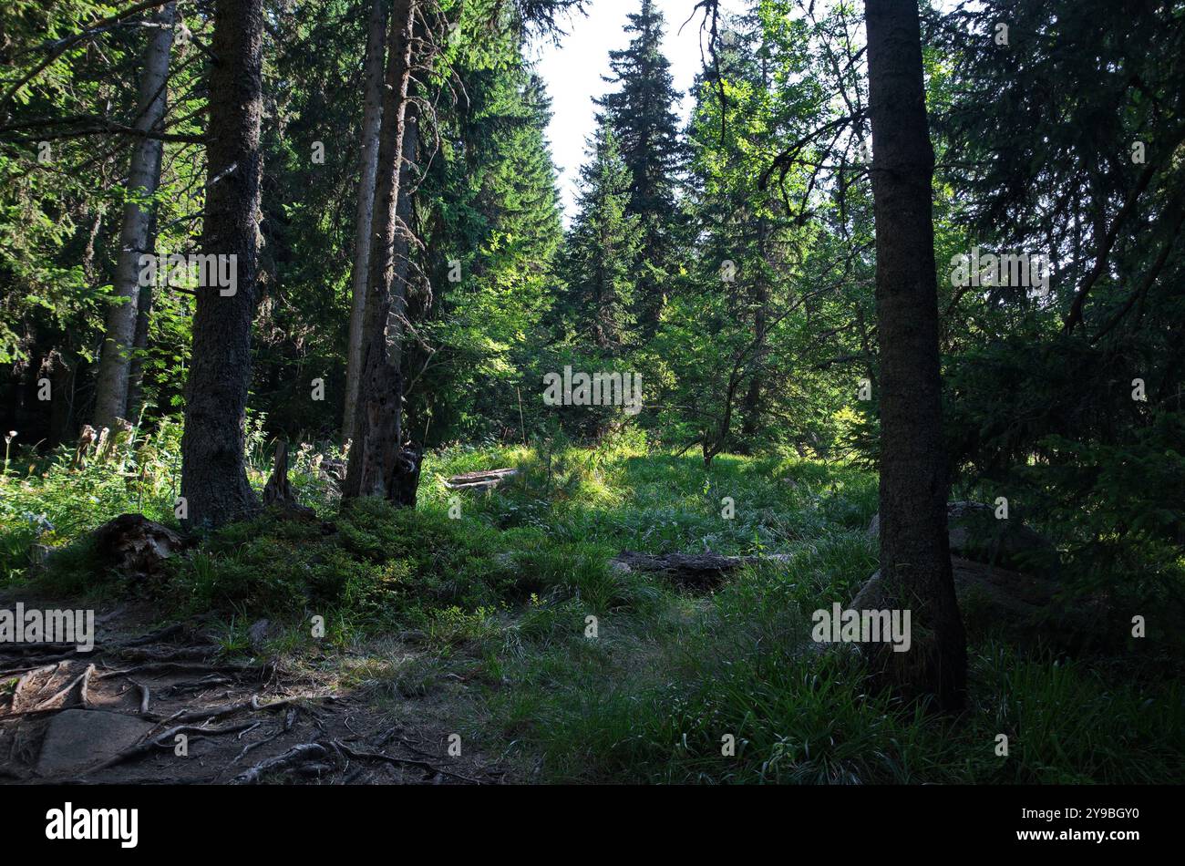 Centuries old forest new hi-res stock photography and images - Alamy