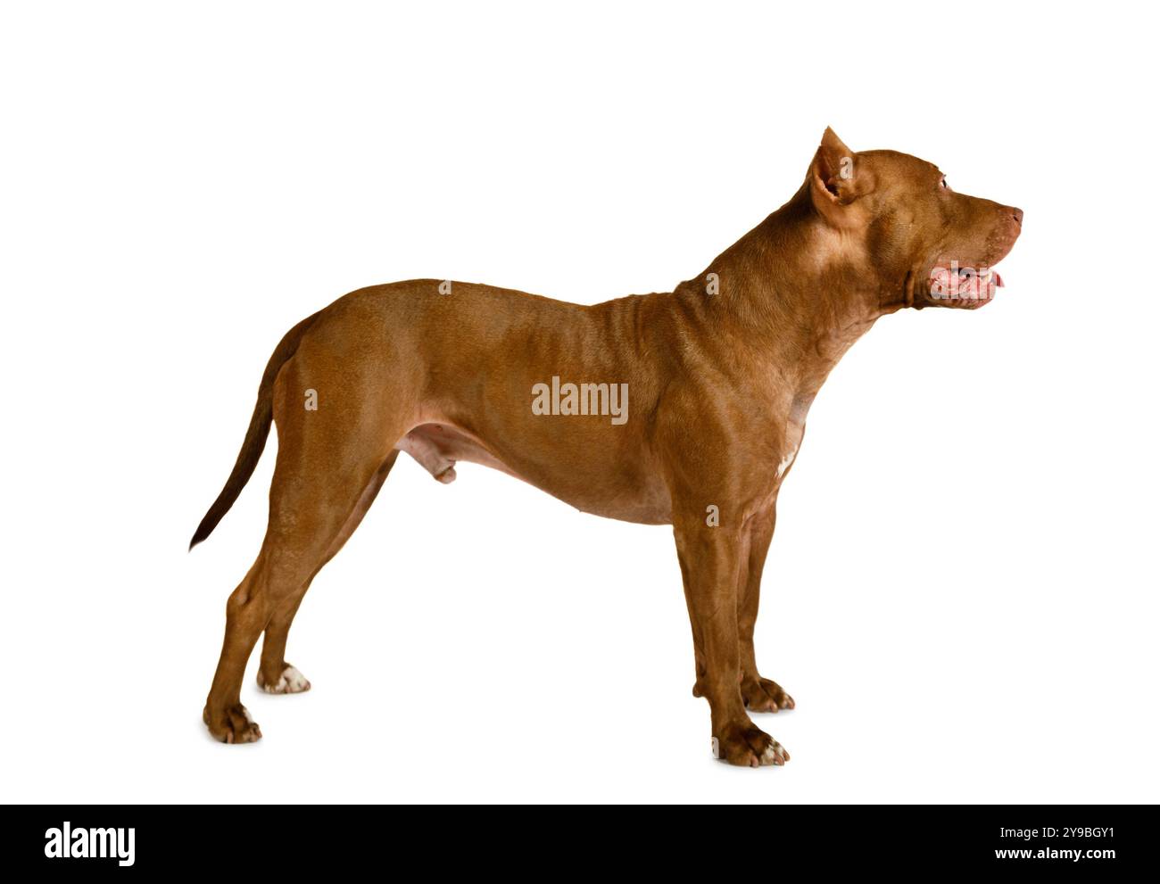 Brown pit bull standing Cut Out Stock Images & Pictures - Alamy