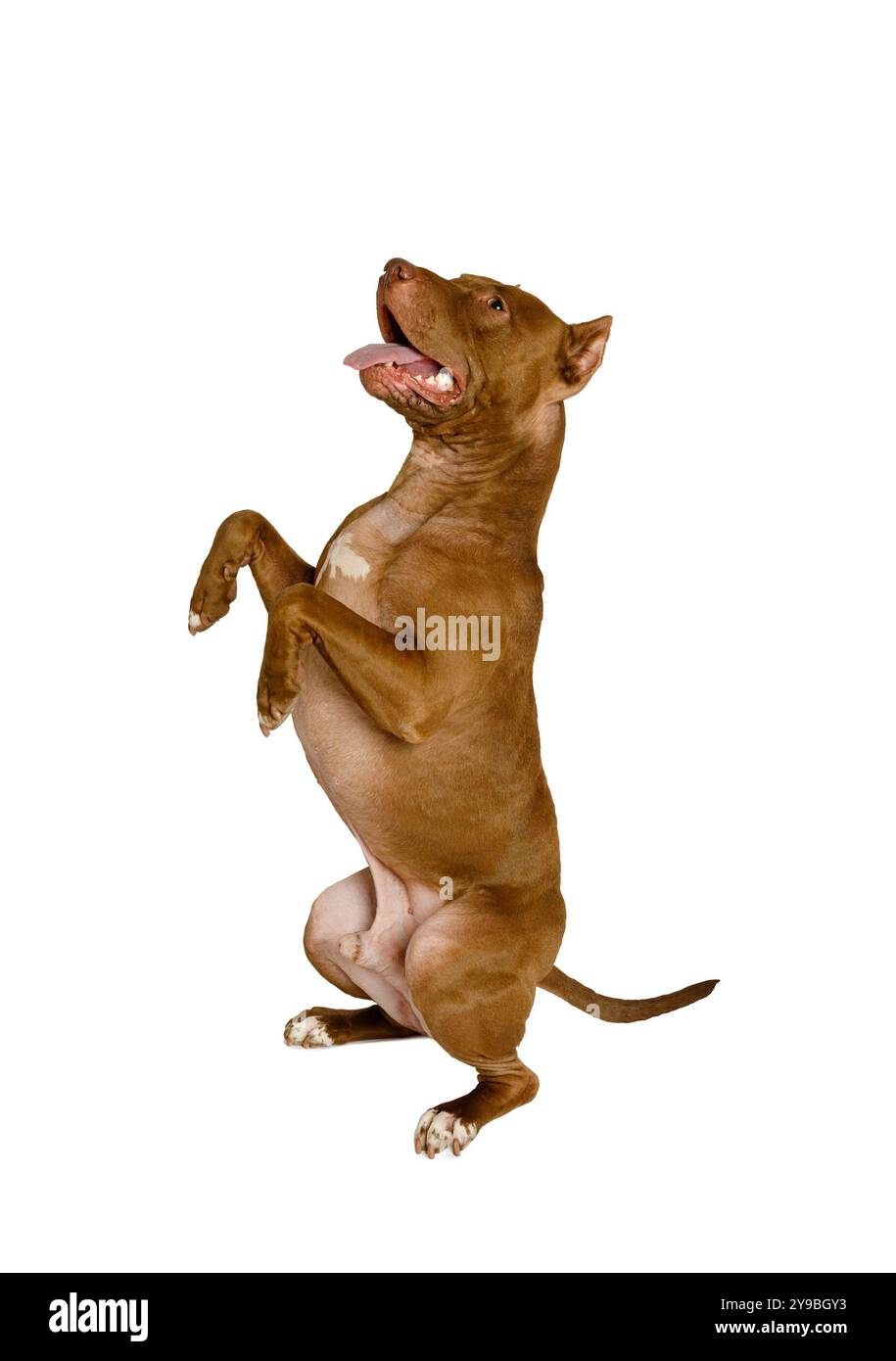 Purebred American Pit Bull Terrier dog stands up on its hind legs ...