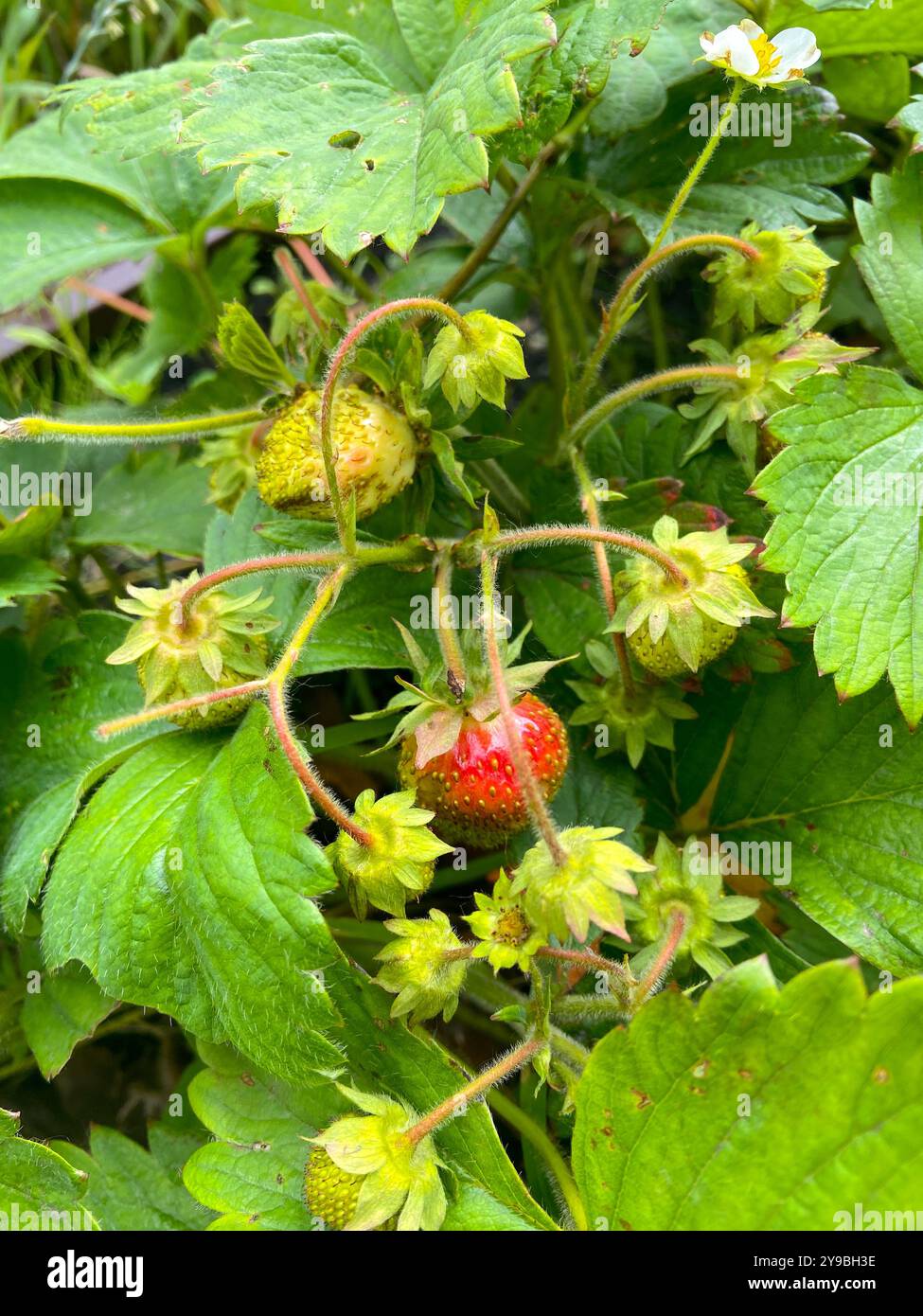 Highlighting various life stages hi-res stock photography and images ...