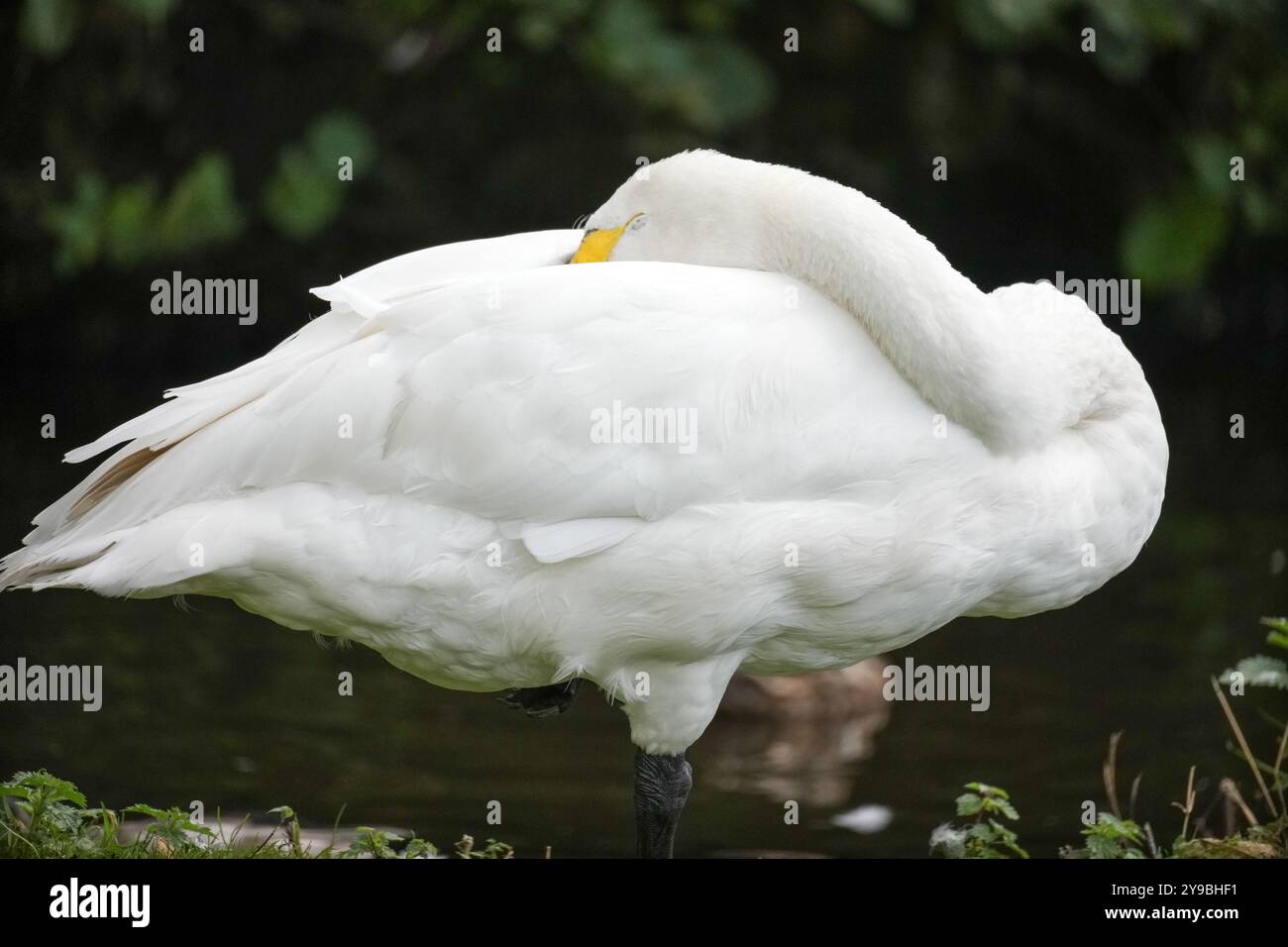 Berwick's swan hi-res stock photography and images - Alamy