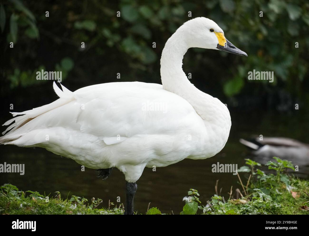 Berwick s Swan Cygnus columbianus Stock Photo - Alamy
