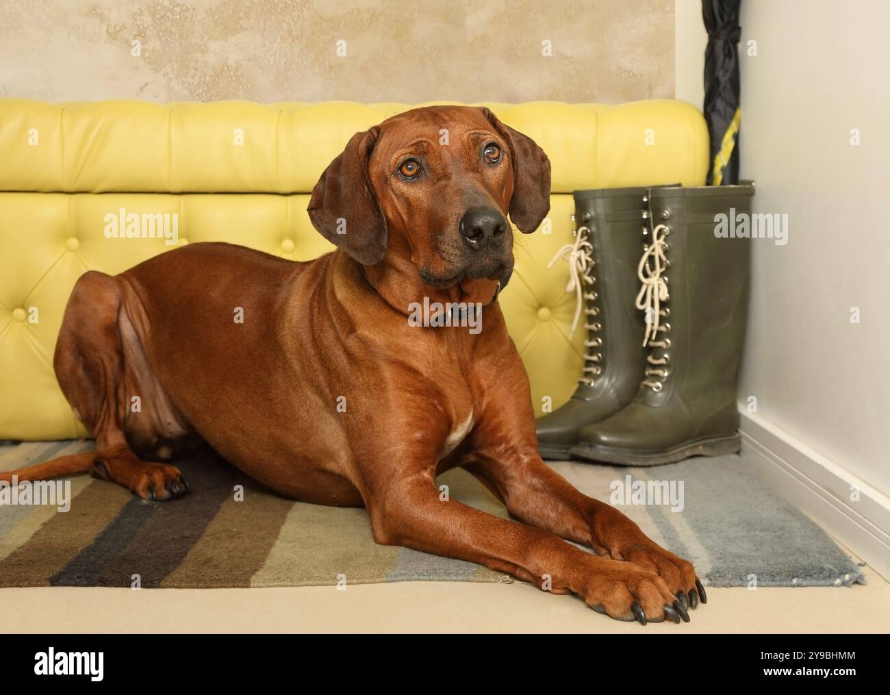 Nice Rhodesian Ridgeback dog lying on the rug in the hallway with his ...