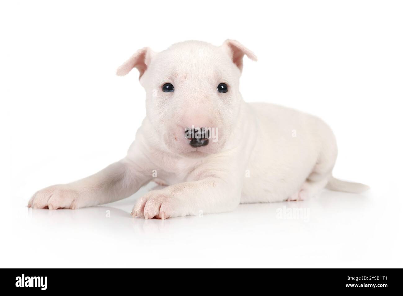 White Miniature Bull Terrier puppy one month old lying on a white ...