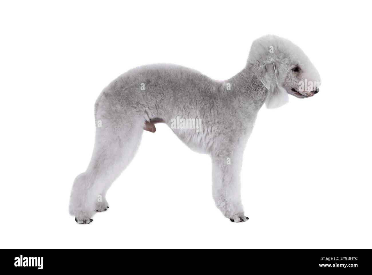 Cute Bedlington Terrier dog standing in a classic stance isolated on a ...