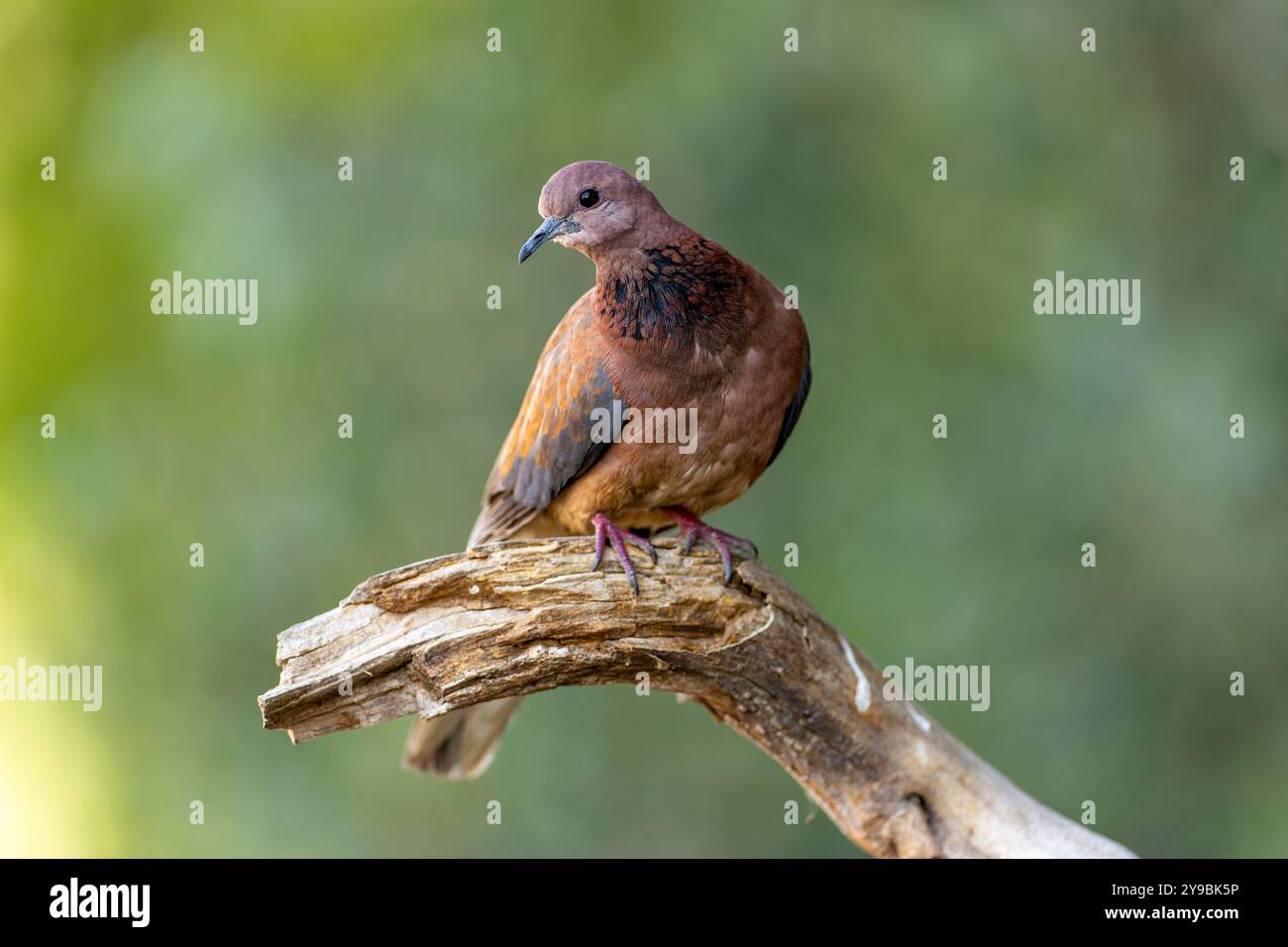 Laughing dove (Spilopelia senegalensis Stock Photo - Alamy