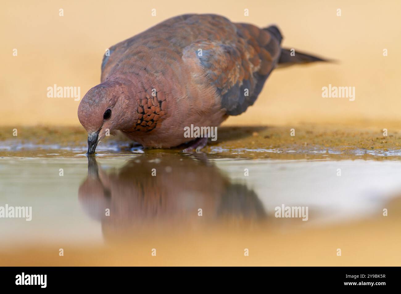 Laughing dove (Spilopelia senegalensis) drinking water from a spring in ...