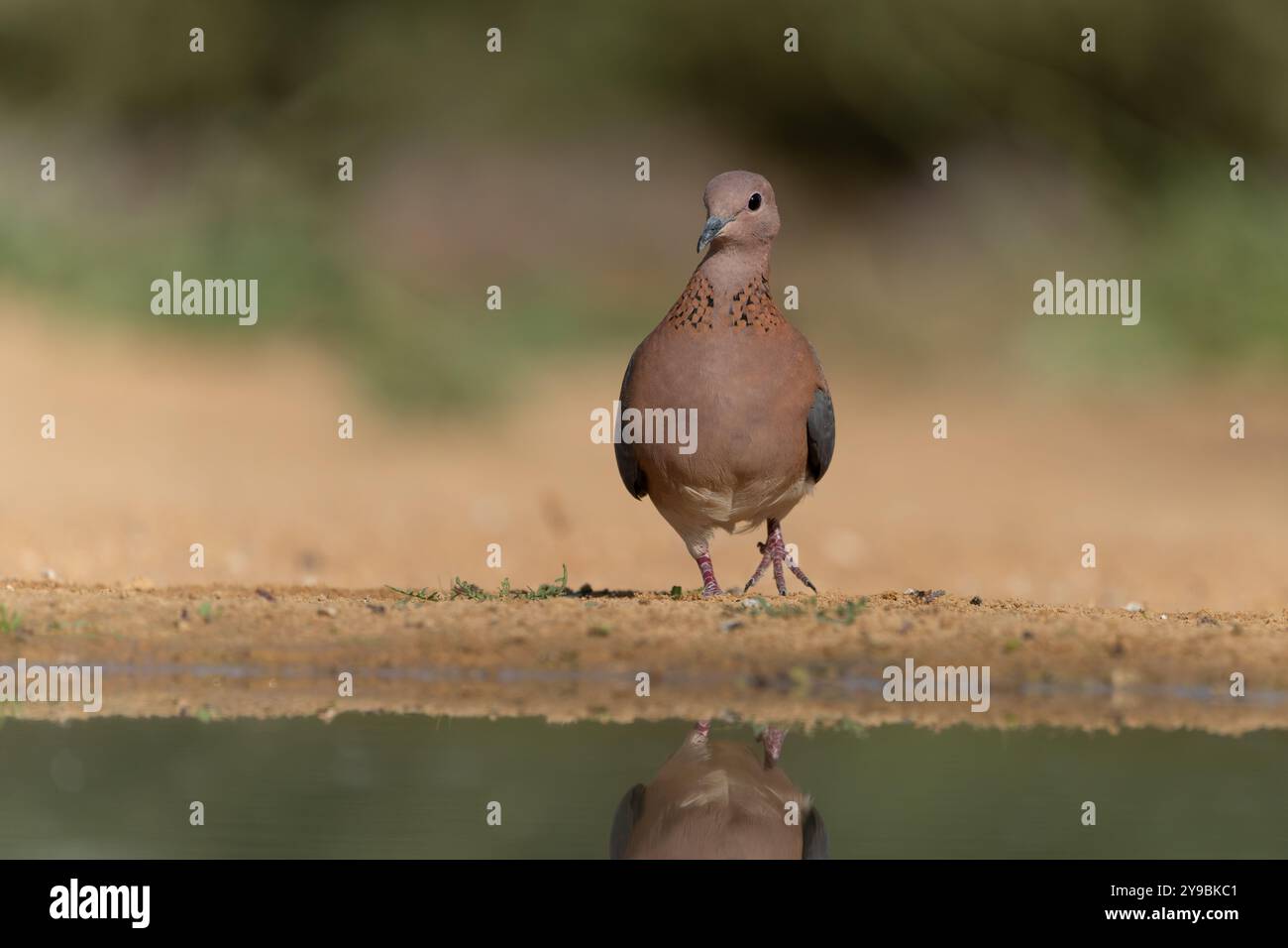 Laughing dove (Spilopelia senegalensis) drinking water from a spring in ...