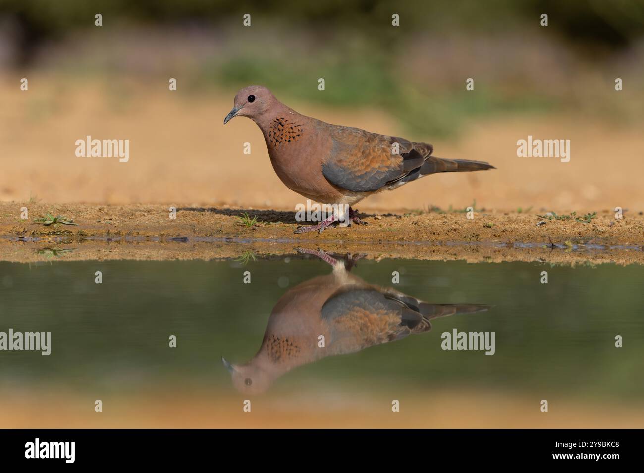 Laughing dove (Spilopelia senegalensis) drinking water from a spring in ...
