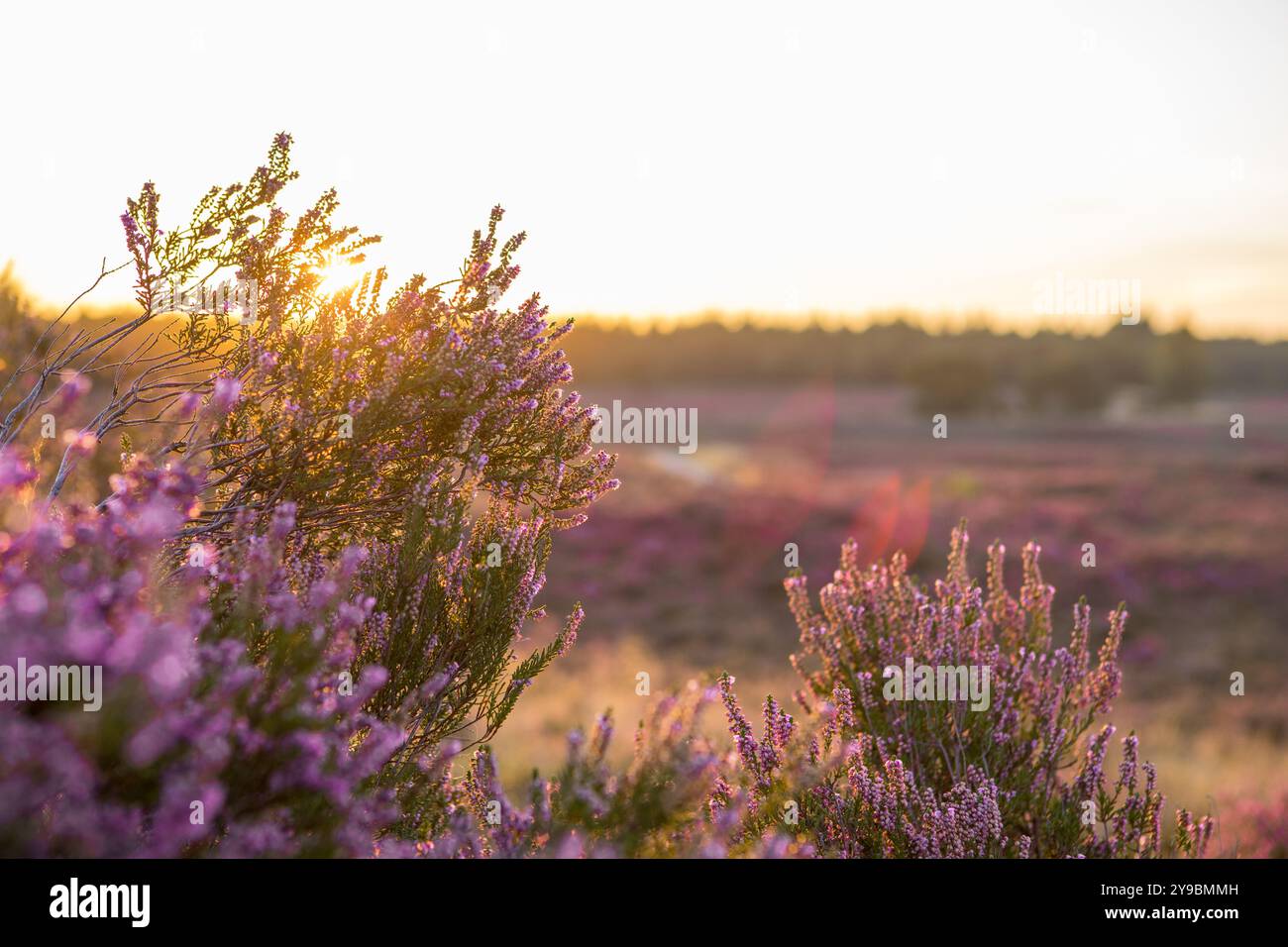 Hoge heide hi-res stock photography and images - Alamy