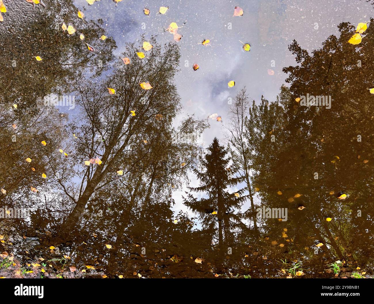 Autumn leaves float on a puddle, reflecting the sky and trees in a peaceful scene Stock Photo ...