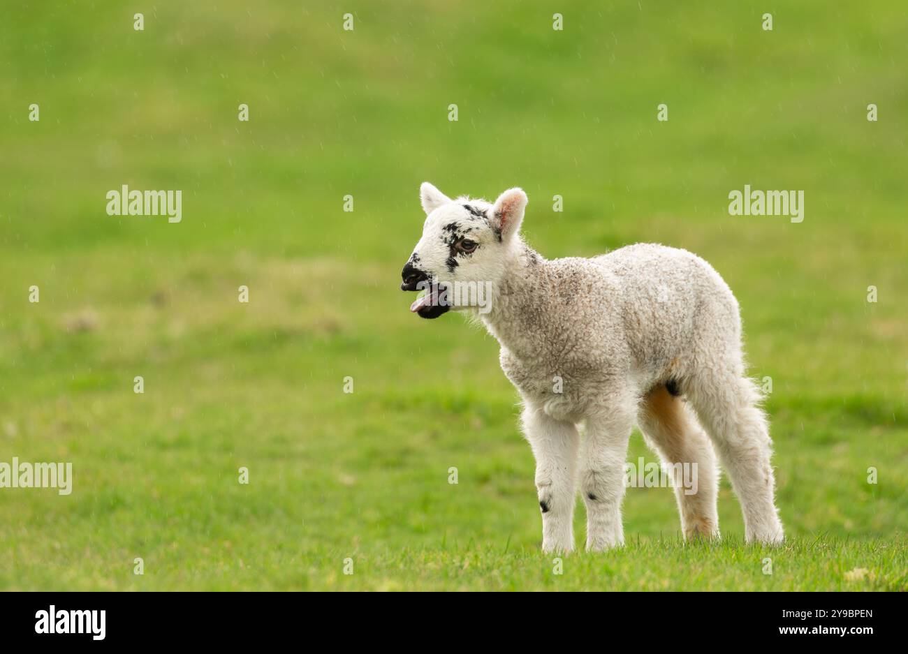 Lamb in Springtime. Young mule lamb in the rain, bleating for his ...
