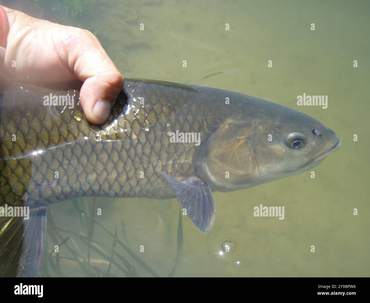 Fisherman is holding a large, scaly fish out of the water, showing off ...