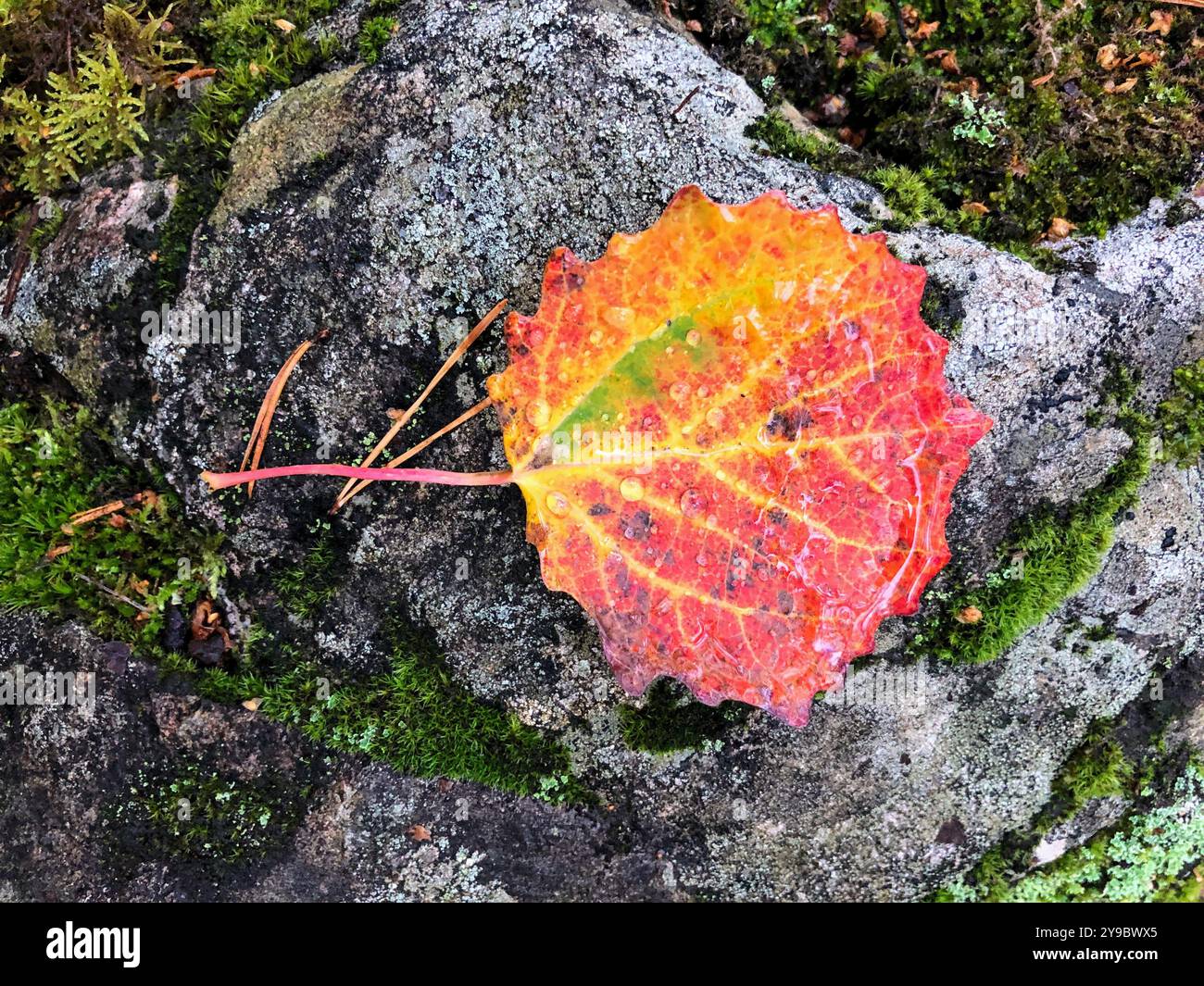 Outdoor transition smartphone stock photos and images - Alamy