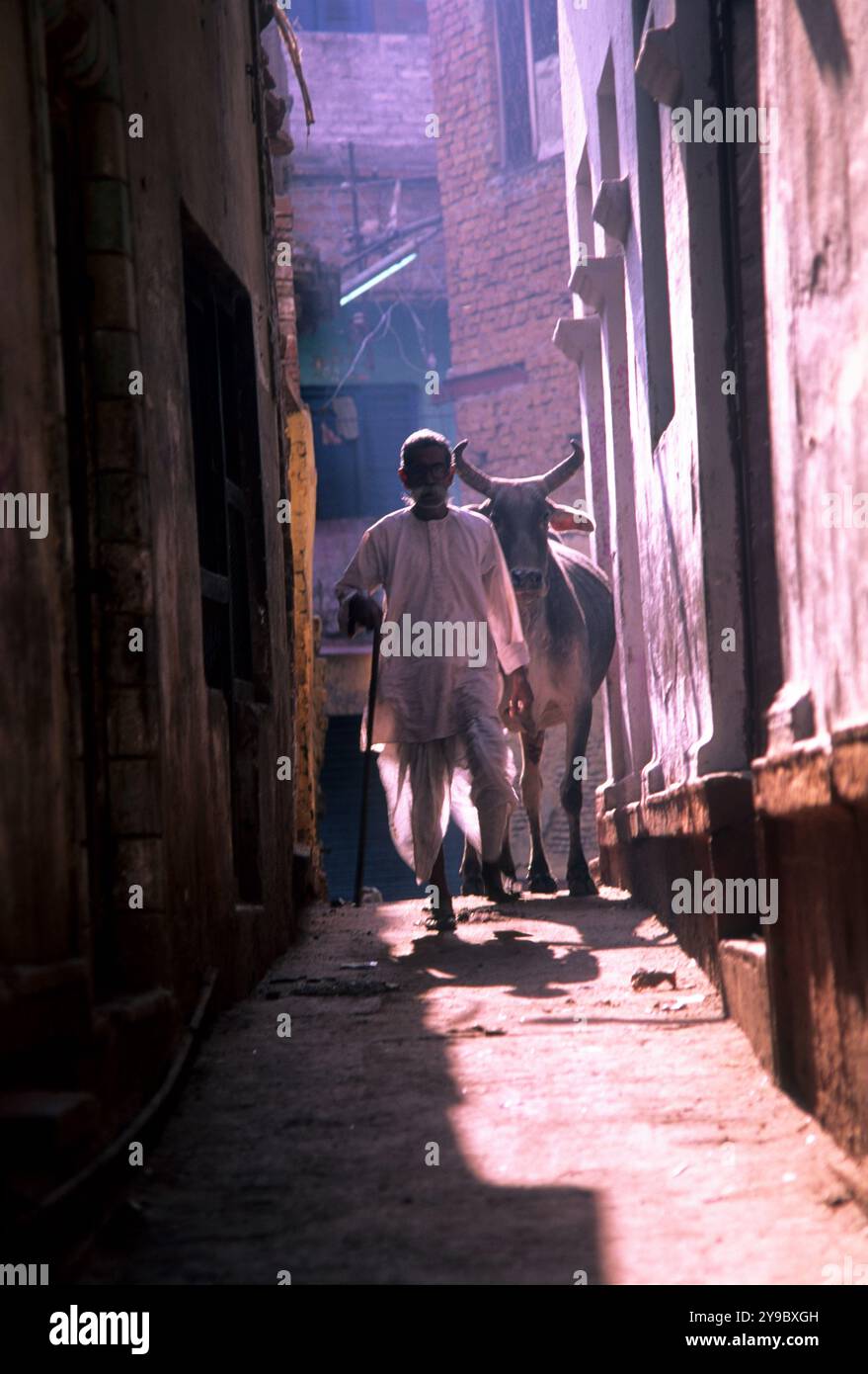 Indian cow with horns hi-res stock photography and images - Alamy