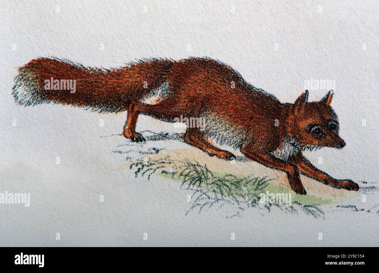 Classification of mammals according to Georges Cuvier - the red fox ...