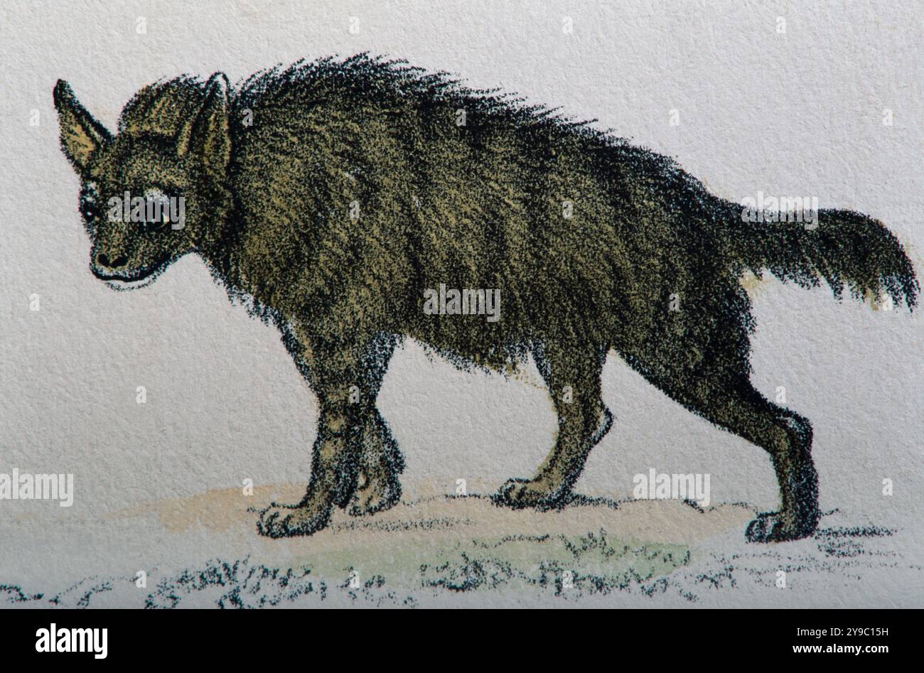 Classification of mammals according to Georges Cuvier - the hyenas ...