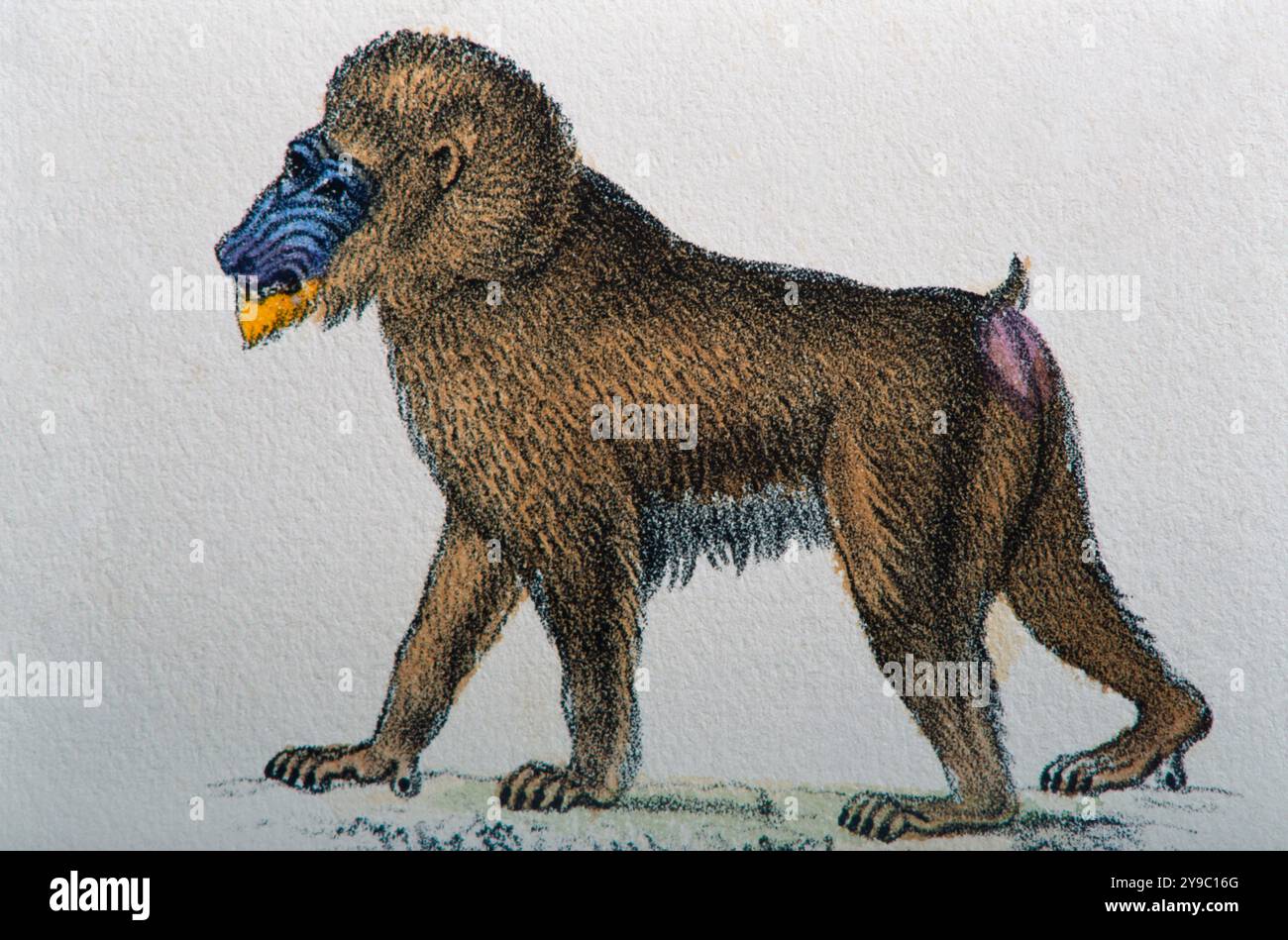Classification of mammals according to Georges Cuvier - the mandrill ...