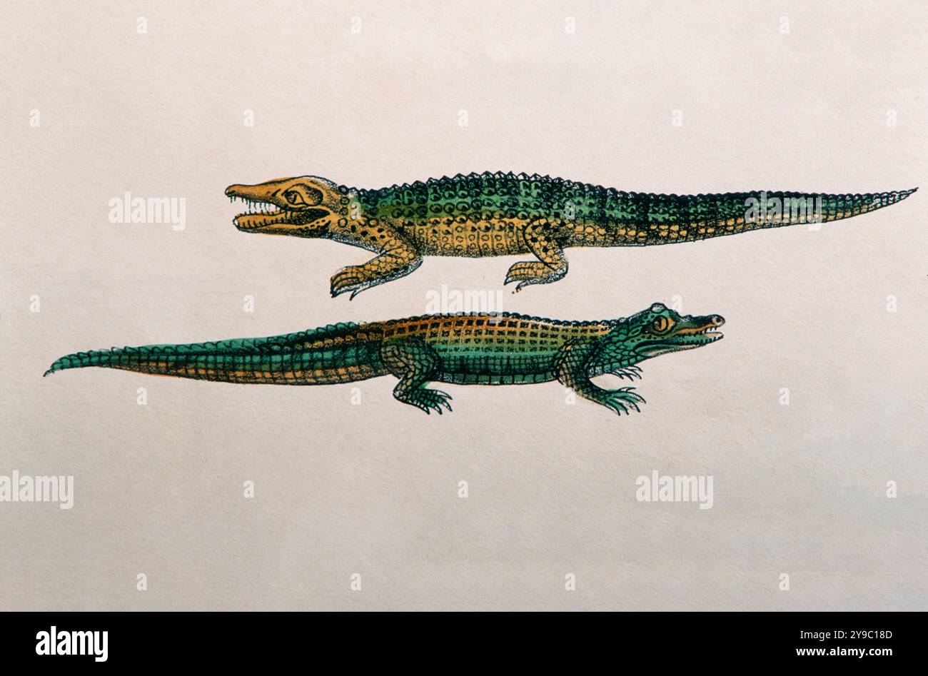 Classification of mammals according to Georges Cuvier - crocodile and ...