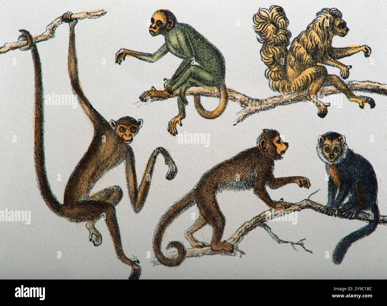 Mammals classification hi-res stock photography and images - Alamy