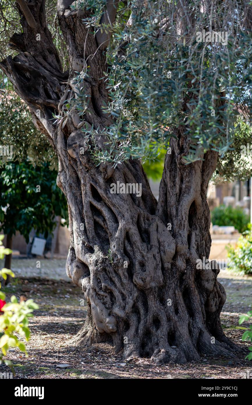 Olive harvest ancient greece hi-res stock photography and images - Alamy