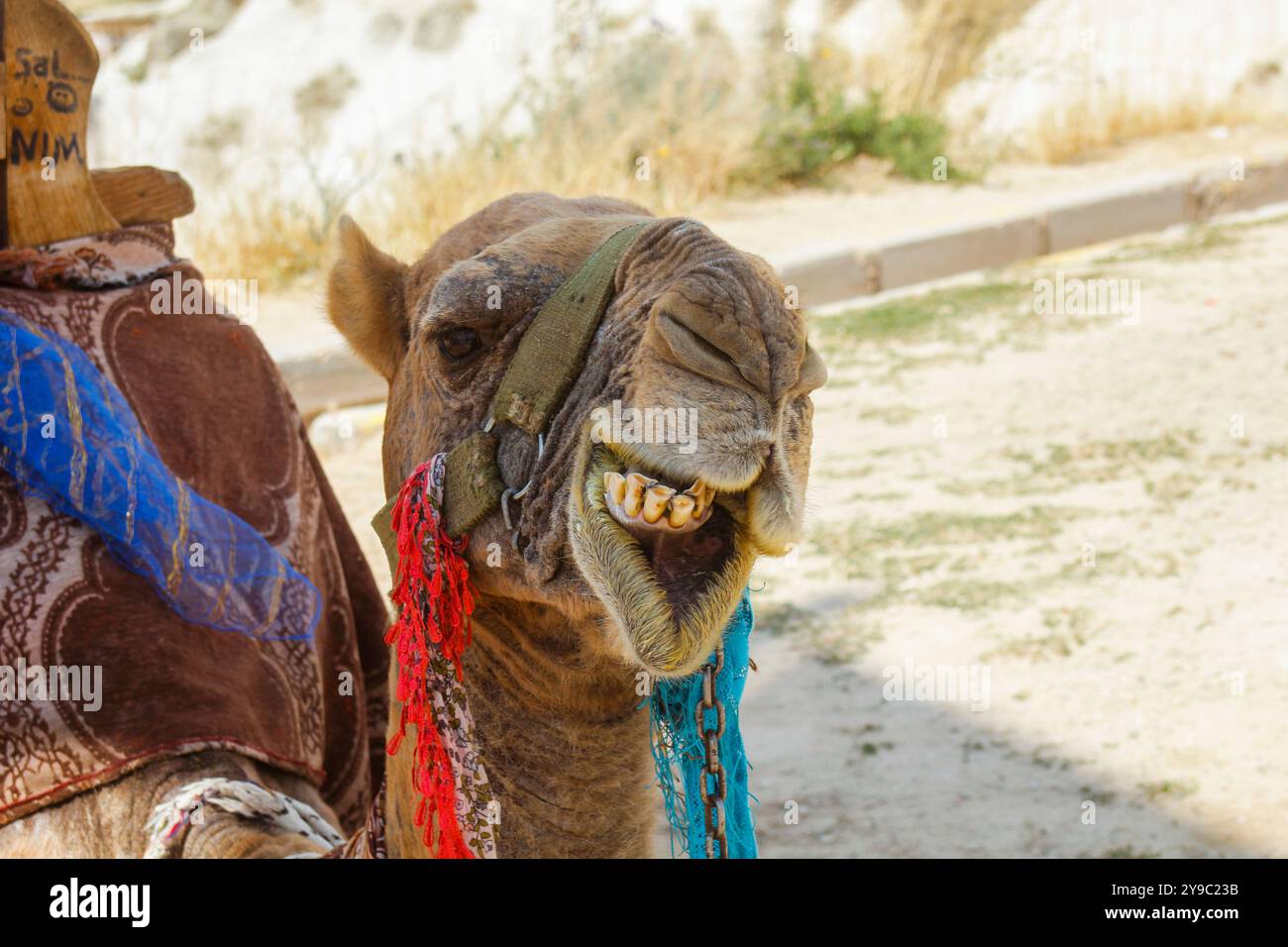 A tourist camel showing its teeth Stock Photo - Alamy