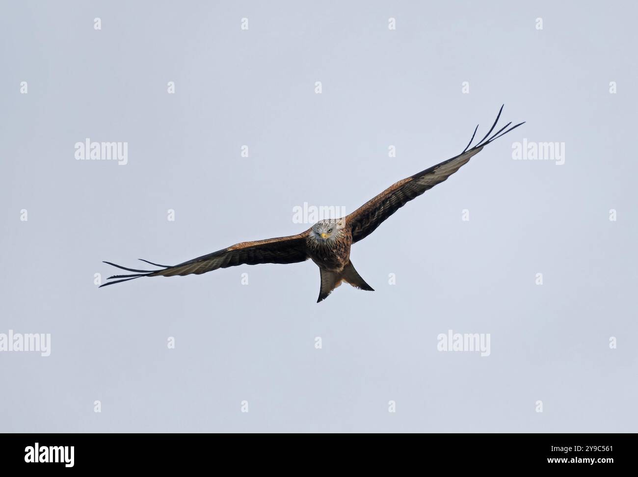 Red kite in flight Stock Photo - Alamy
