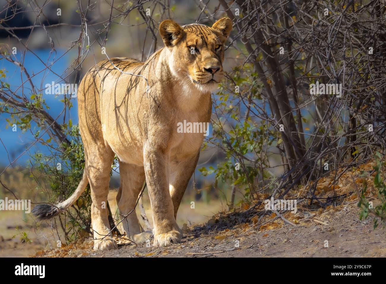 Majestic Lioness on the Prowl in Natural Habitat - African Wildlife ...