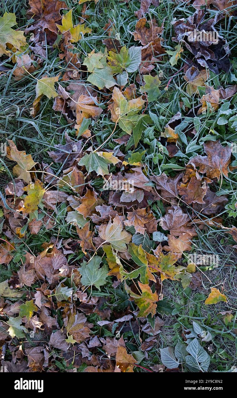 Seasonal background texture of frosty leaves and grass at autumn ...