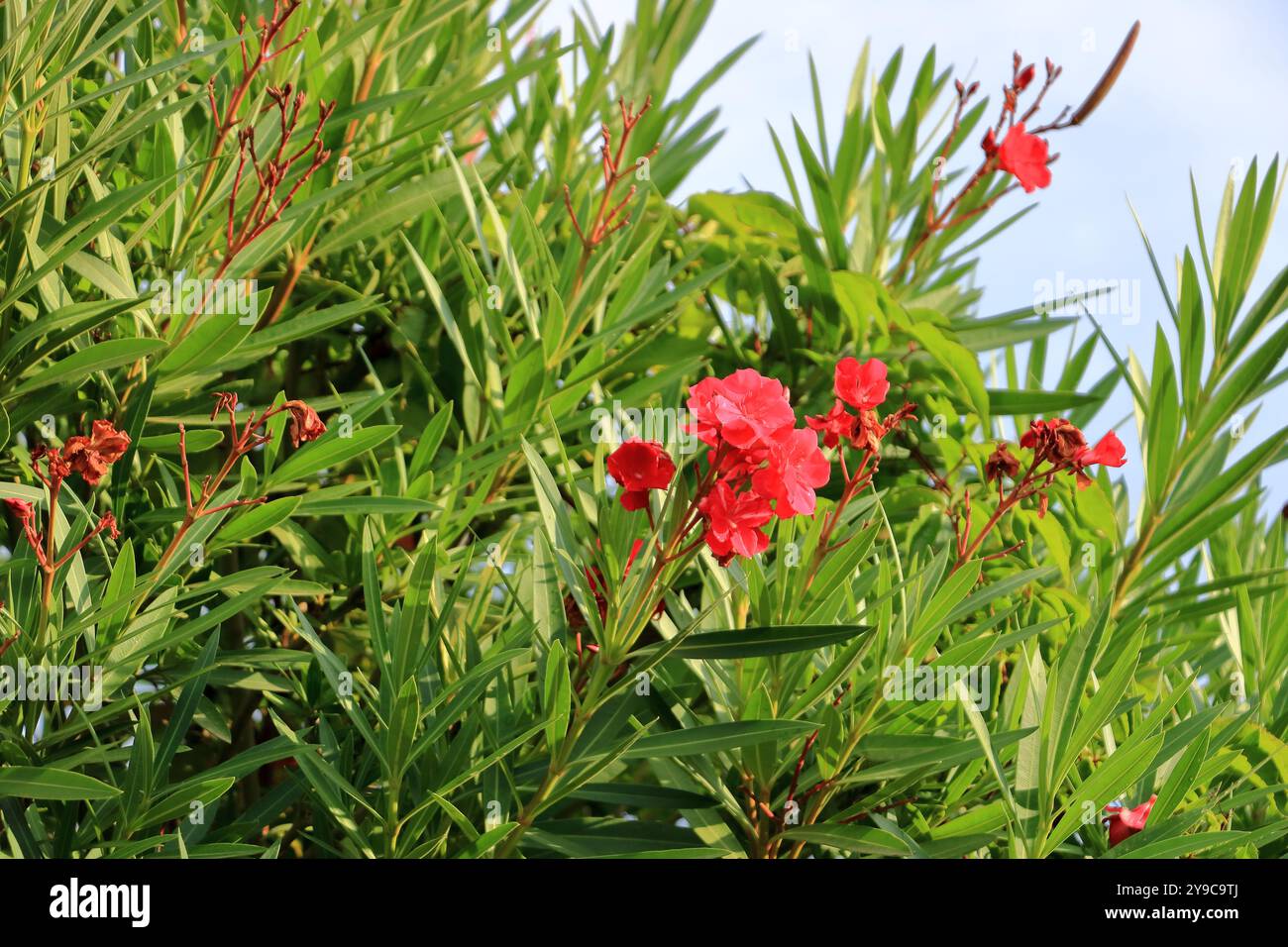 Outdoor view of Pink red Nerium oleander plant, Apocynaceae family ...