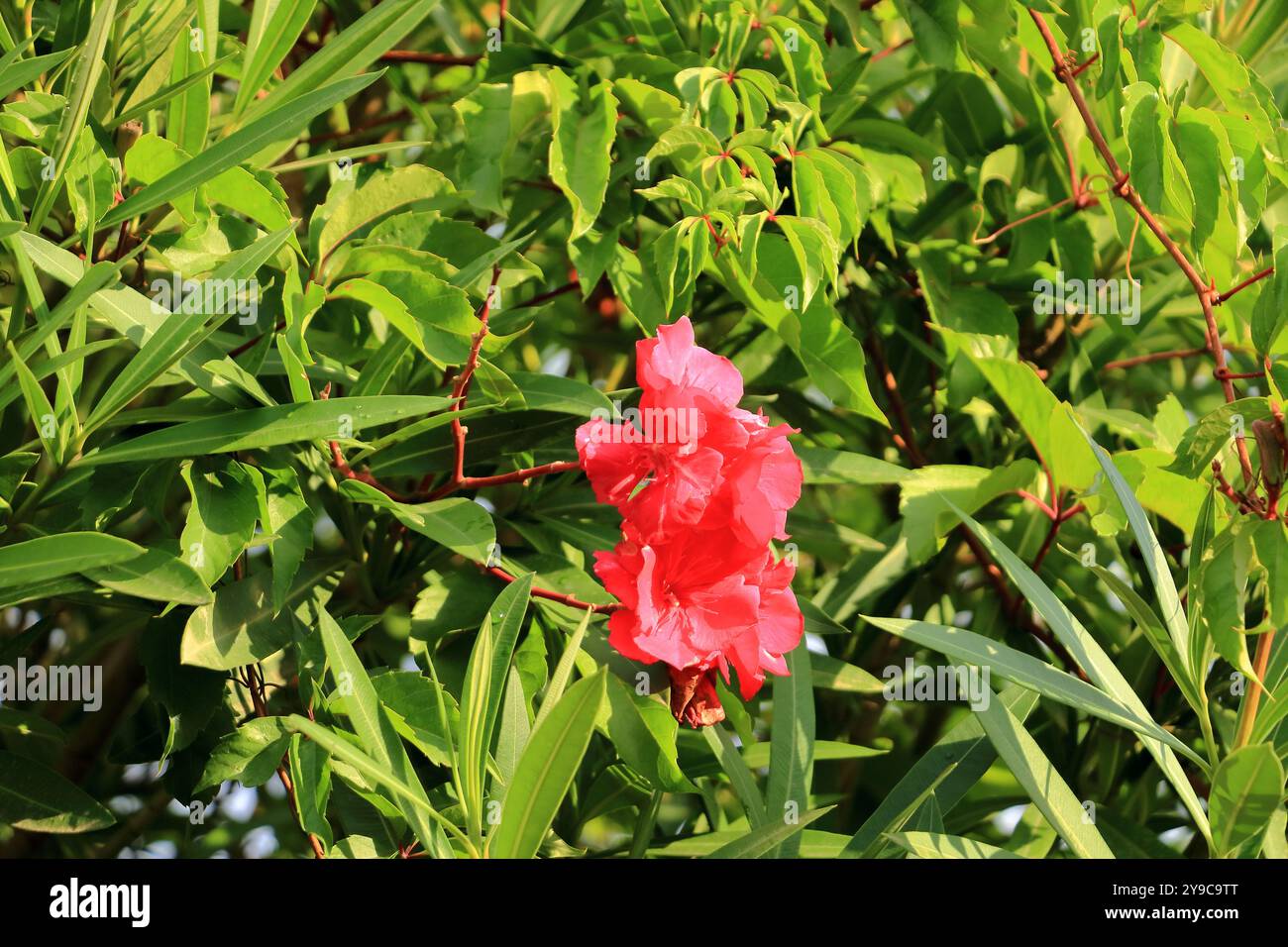 Outdoor view of Pink red Nerium oleander plant, Apocynaceae family ...
