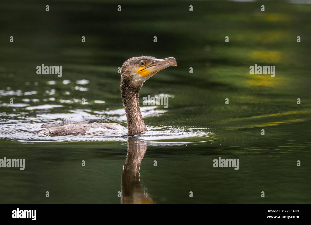 Cormorant hunting on the River Teifi, Wales Stock Photo - Alamy