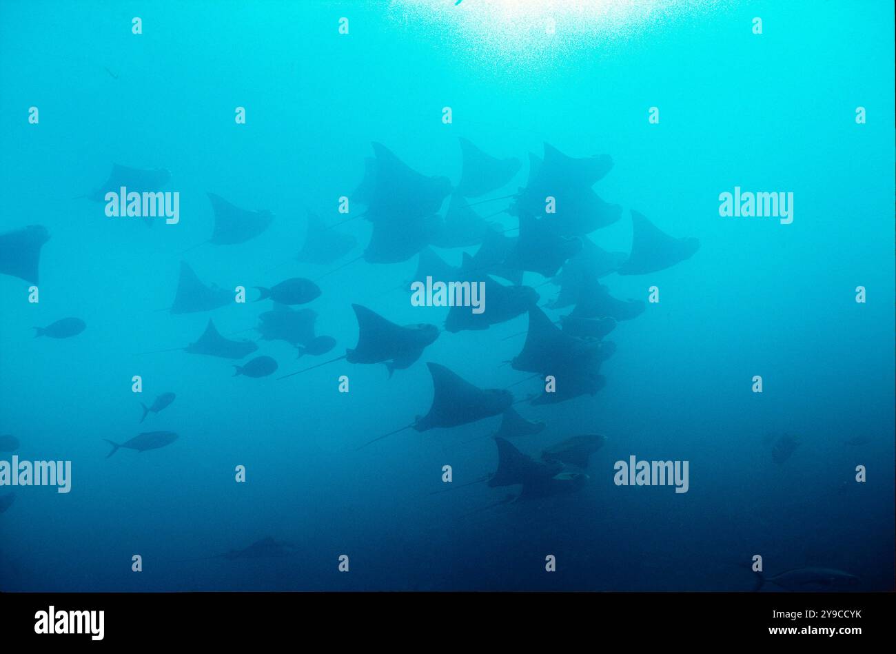 Rochen hi-res stock photography and images - Alamy