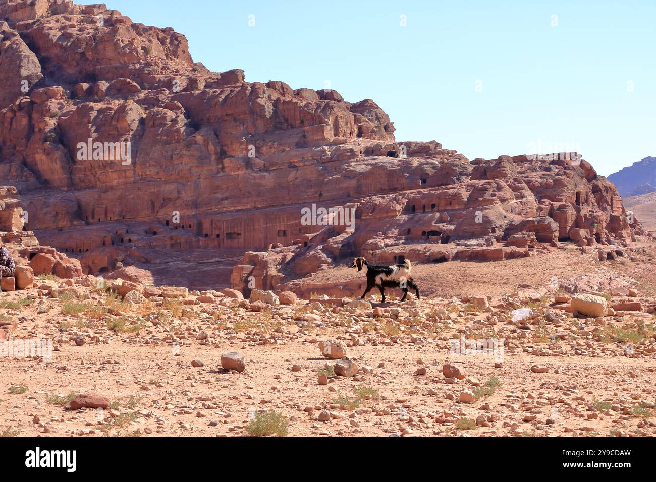 Goats in the area of Wadi Musa, Petra in Jordan Stock Photo - Alamy