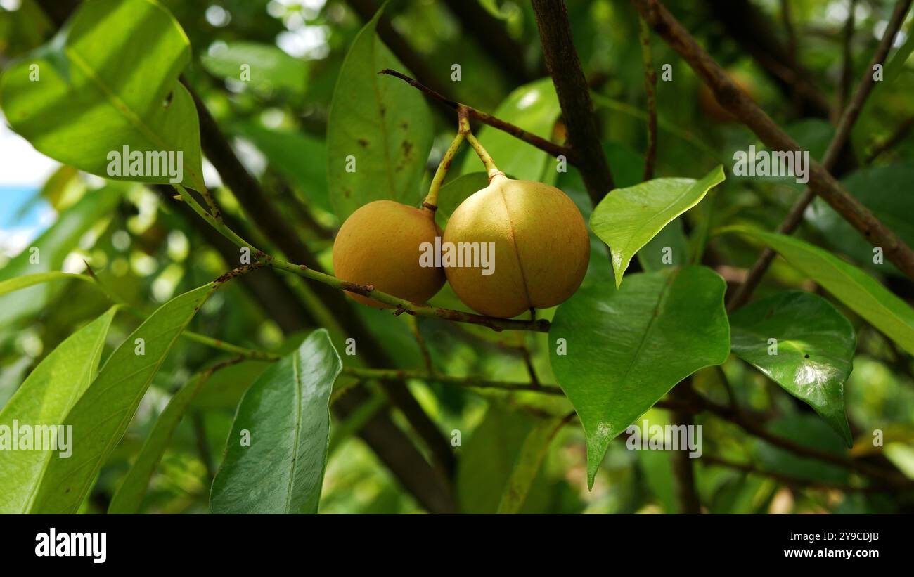 Several yellowish nutmeg fruits hanging on the branch, surrounded by ...