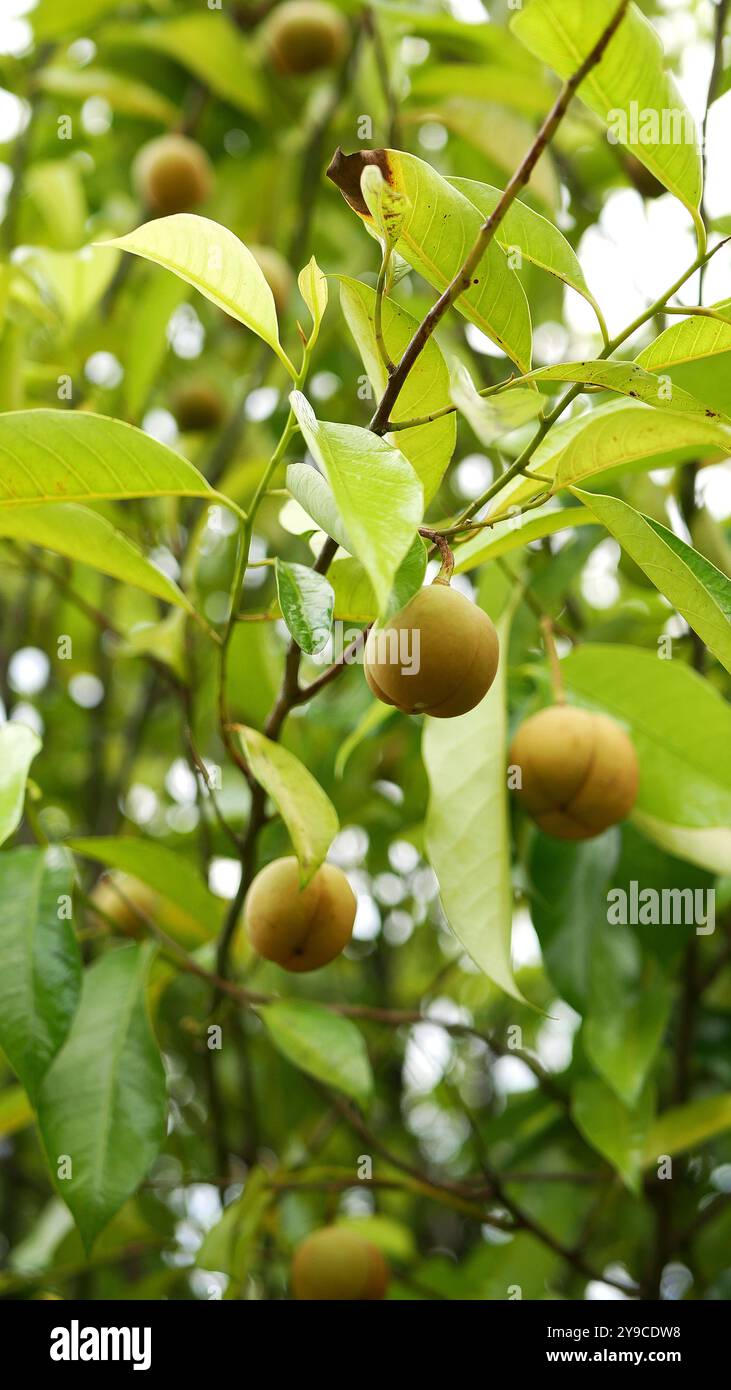 Several yellowish nutmeg fruits hanging on the branch, surrounded by ...